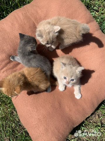 Котята
