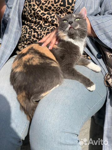 Кошка