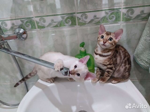 Бенгальские котята продажа