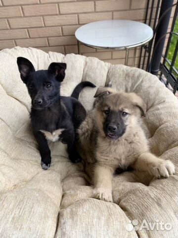 Очаровательные колобки-щенята