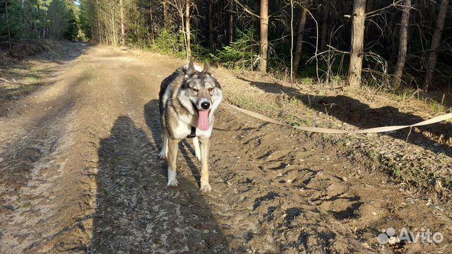 Собака Лайка