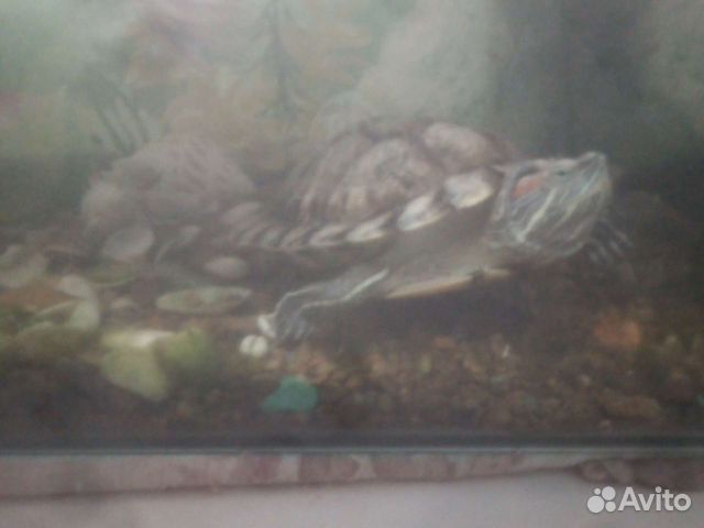 Красноухая черепаха