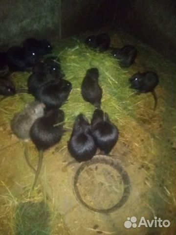 Нутрии самочки