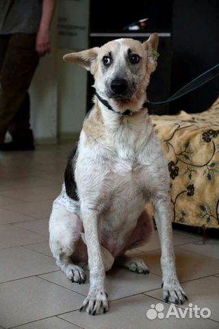 Соня из приюта ищет дом