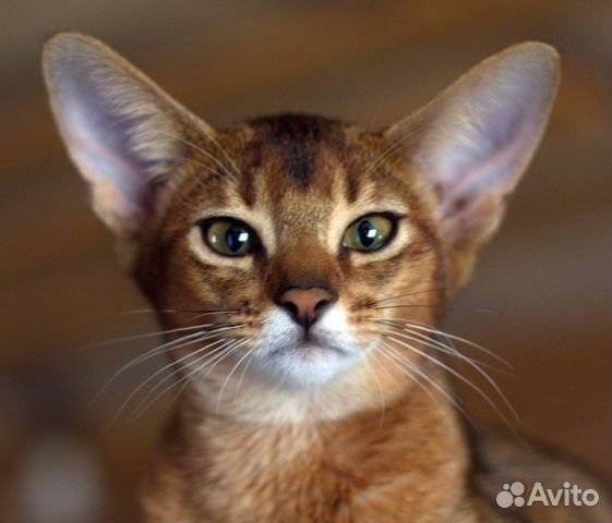 Абиссинская кошечка
