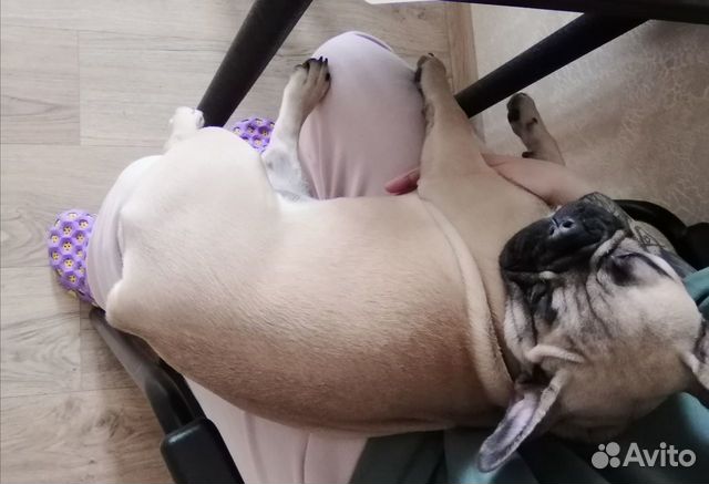 Французский бульдог