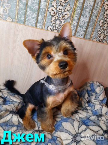 Йоркширский терьер