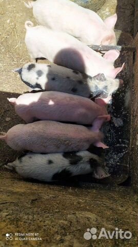 Поросенок ландрас+украинская степная