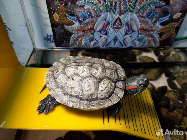 Красноухая черепаха с аквариумом