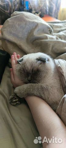 Кошки
