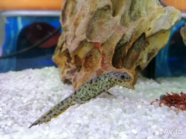 Иглистый тритон в добрые руки