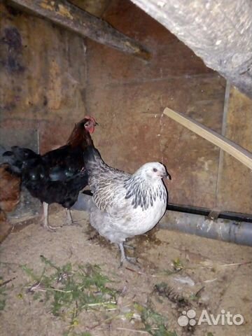 Несушки, куры, петухи, цыплята