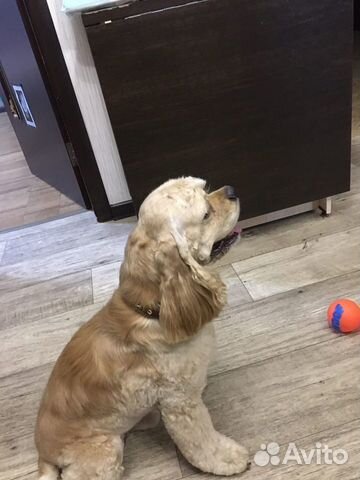 Кокер спаниель амер