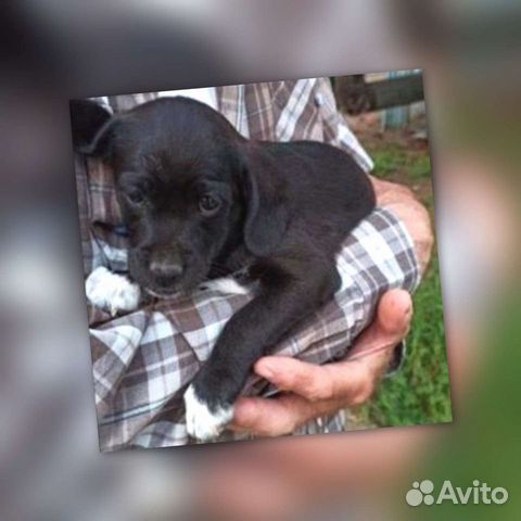 Щеночек мальчик в добрые руки