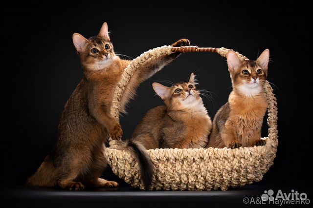 Продаются котята Сомали