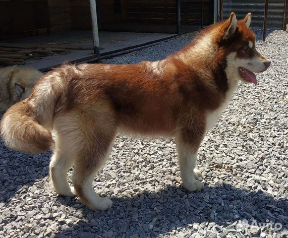 Рыжий мальчик (кобель) Аляскинскинкого Маламута (Н