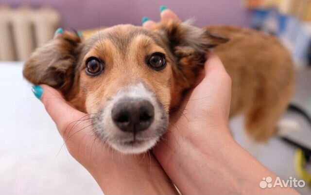 Щенок Джуна в добрые руки