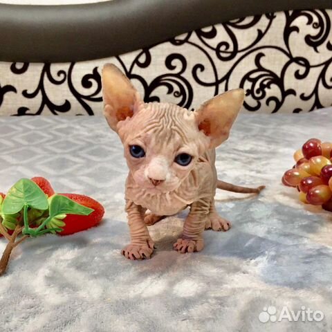 Канадский сфинкс