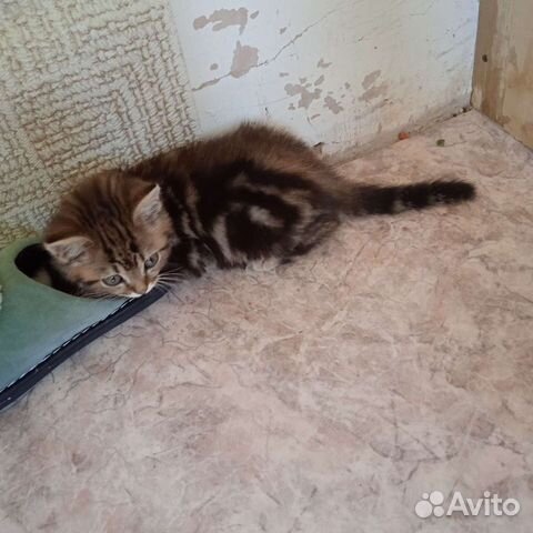 Котенок