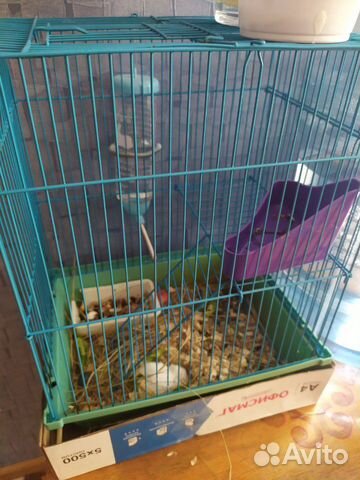 Хомяк джунгарский