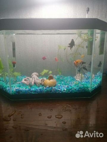 Аквариум с рыбками