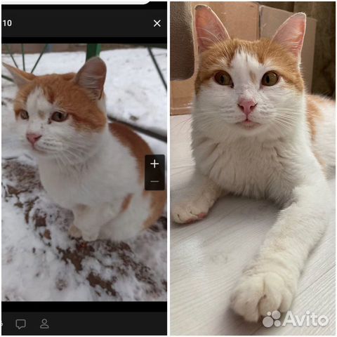 Кошка ищет дом