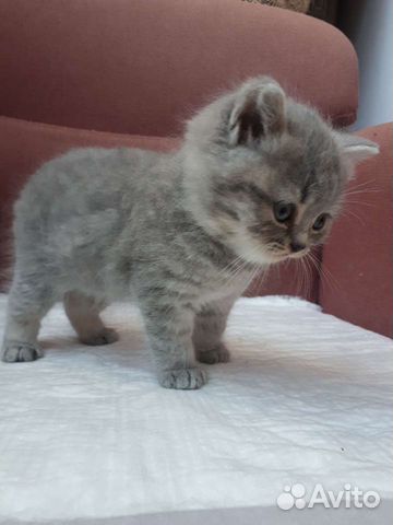 Шотландские котята