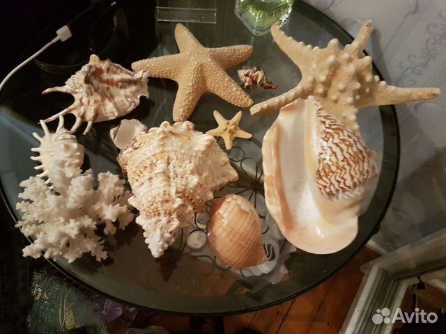 Ракушки для аквариума