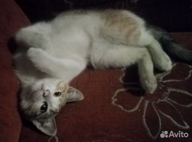 Трехцветный кот (котенок)