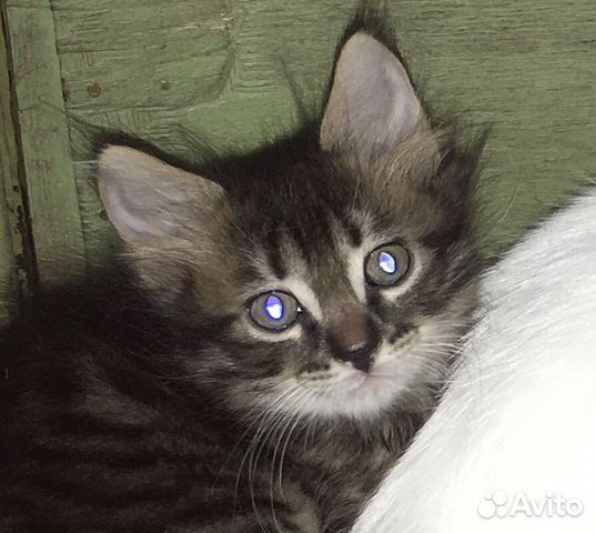 Здоровый полосатый домашний котенок