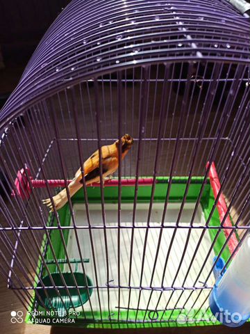 Канарейка самец