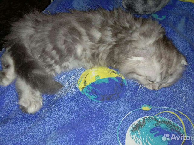 Шатланские вислоухие котята