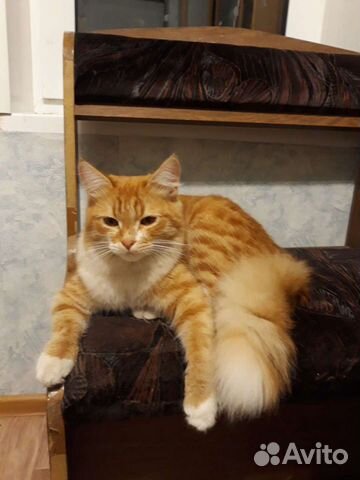 Рыжий котик бесплатно