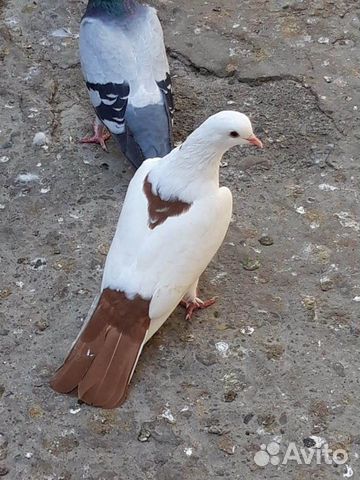 Продаются аборигенные бакинские голуби оптом