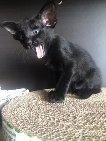 Ориентальные котята