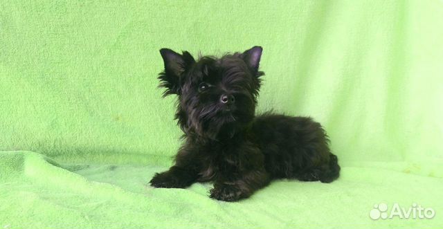 Чёрный Жемчуг (цветные йорки )