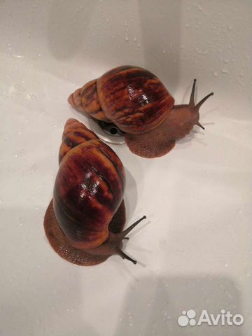 Две улитки Архахатина Сутуралис Нигерия F 4