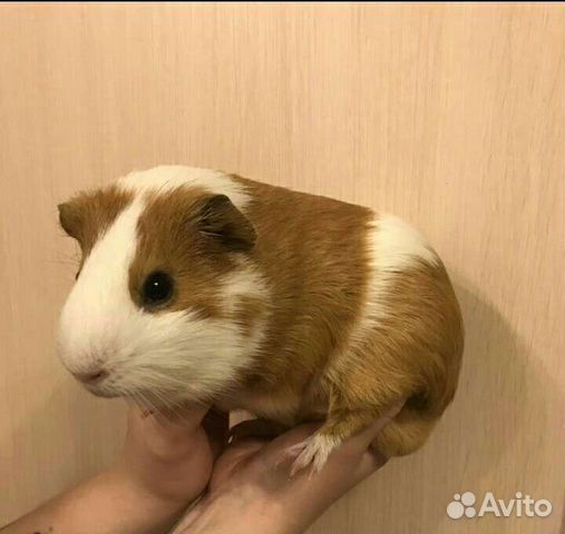 Морская свинка с клеткой