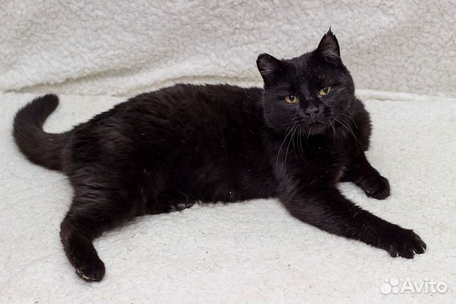 Мавр 1,5года ищет дом