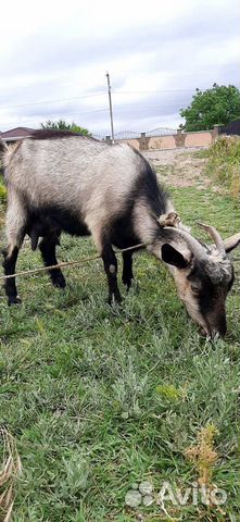 Коза и козочка