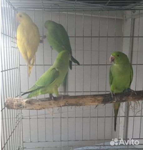 Малый кольчатый (ожереловый) попугай (Psittacula k
