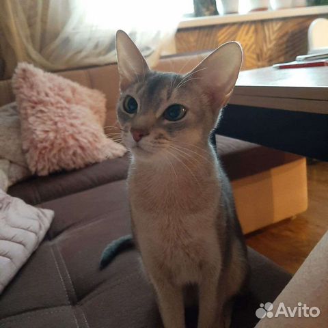 Абиссинская кошка 2х лет