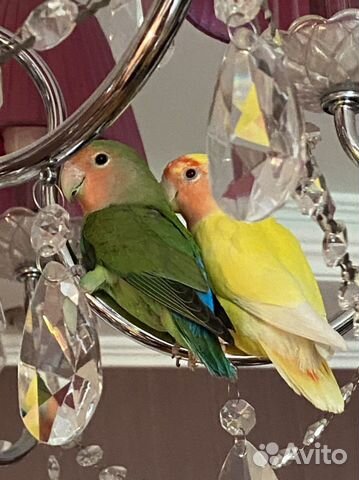 Попугай неразлучник мальчик и девочка