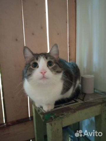 Кот в надежные руки