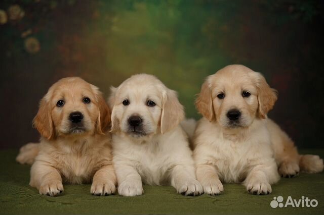 Щенки золотистого ретривера