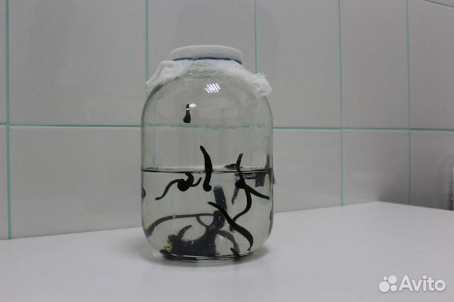 Пиявки медицинские в Симферополе