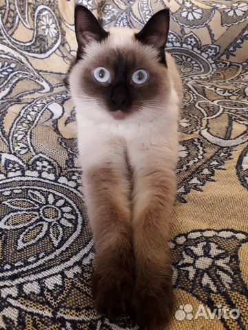 Ищем тайского кота для вязки