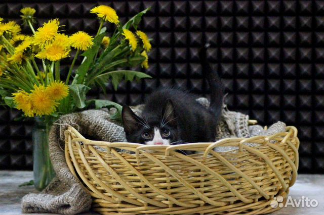 Котенок Миха