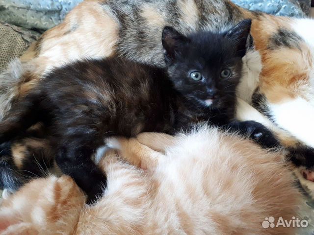 Пушистые малыши