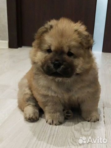 Чау-чау мальчишка